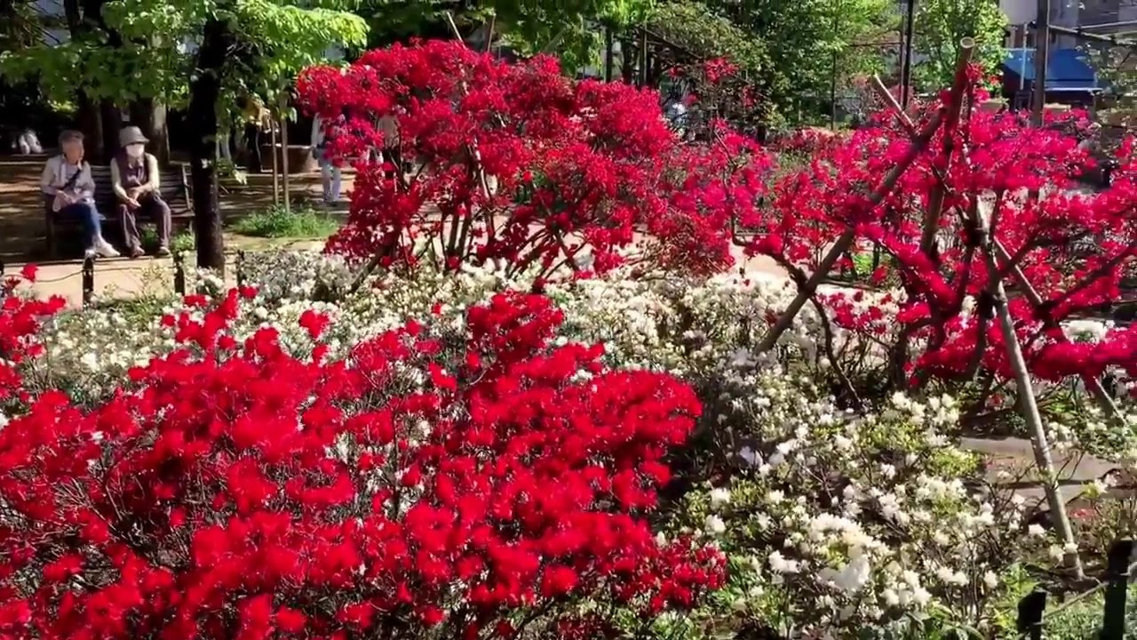 Nerima Area Guide: Wards in Tokyo | Tokyo Room Finder