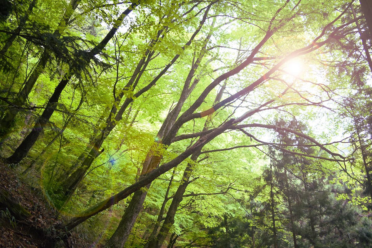 10 Nature Escapes Near Tokyo for You to Visit this Summer - Tokyo Room ...