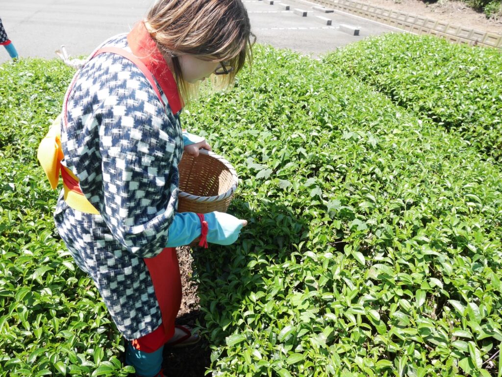Experience Green Tea Picking this Summer - Tokyo Room Finder Blog