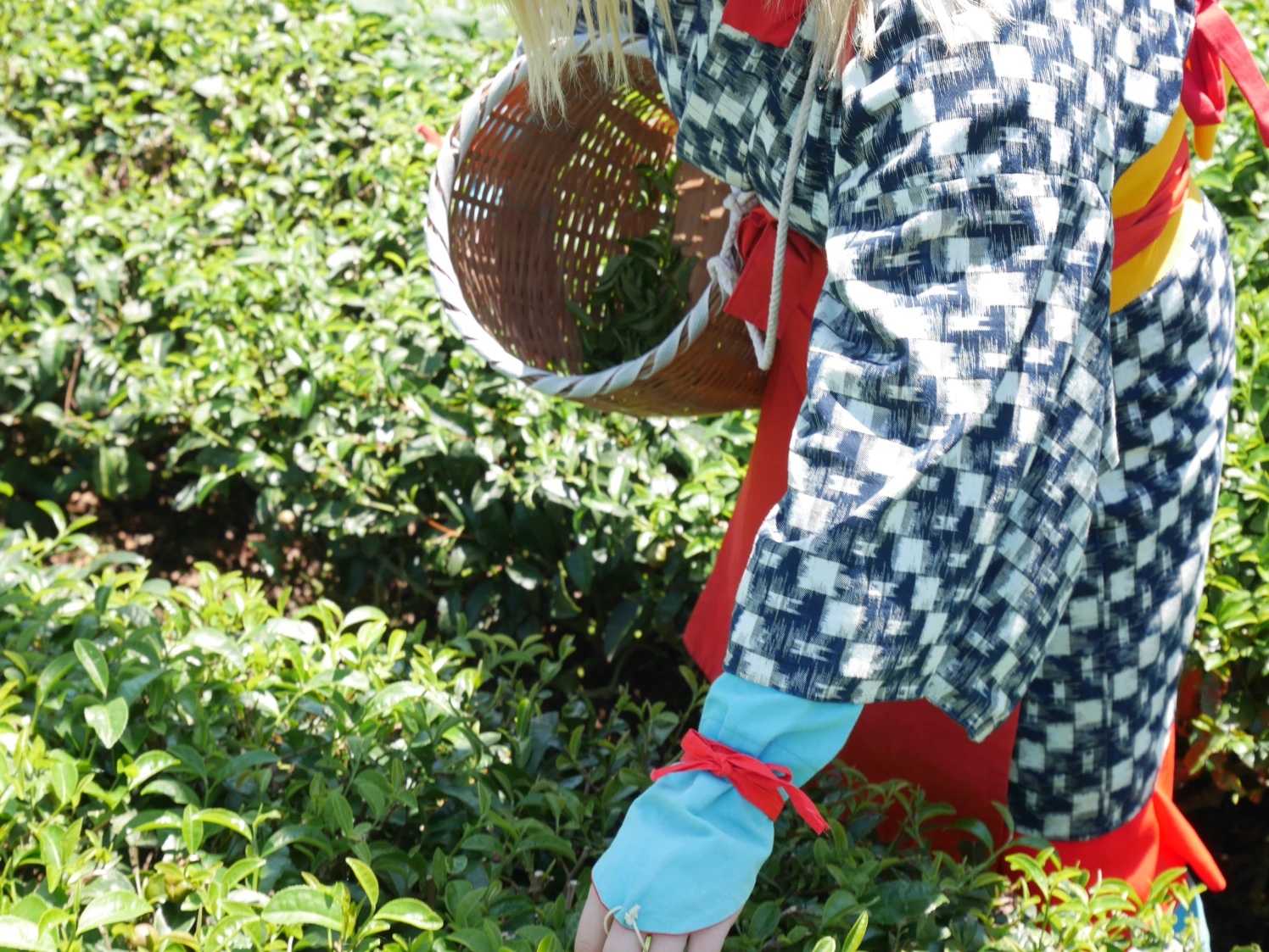 Experience Green Tea Picking this Summer - Tokyo Room Finder Blog