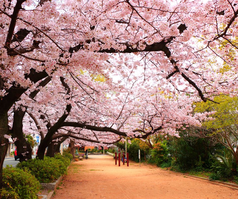 Best sakura spots and activities 2023 - Tokyo Room Finder Blog