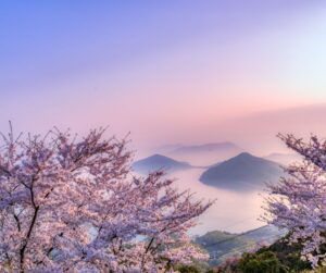 Best sakura spots and activities 2023 - Tokyo Room Finder Blog