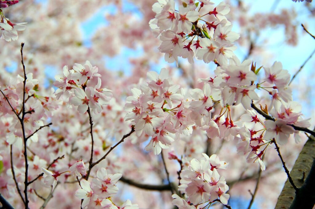 Sweet Sakura Scenery - Tokyo Room Finder Blog