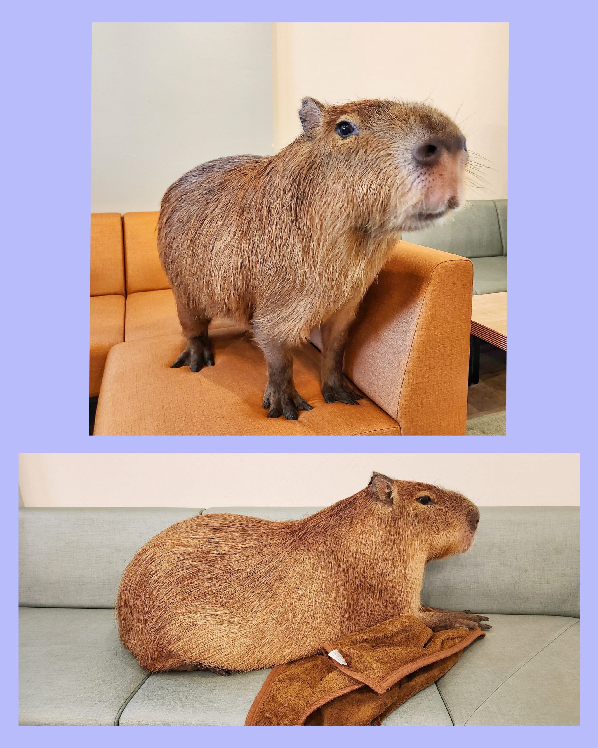 First Encounter with Capybaras: An Animal Café Experience in Tokyo - Tokyo Room Finder Blog