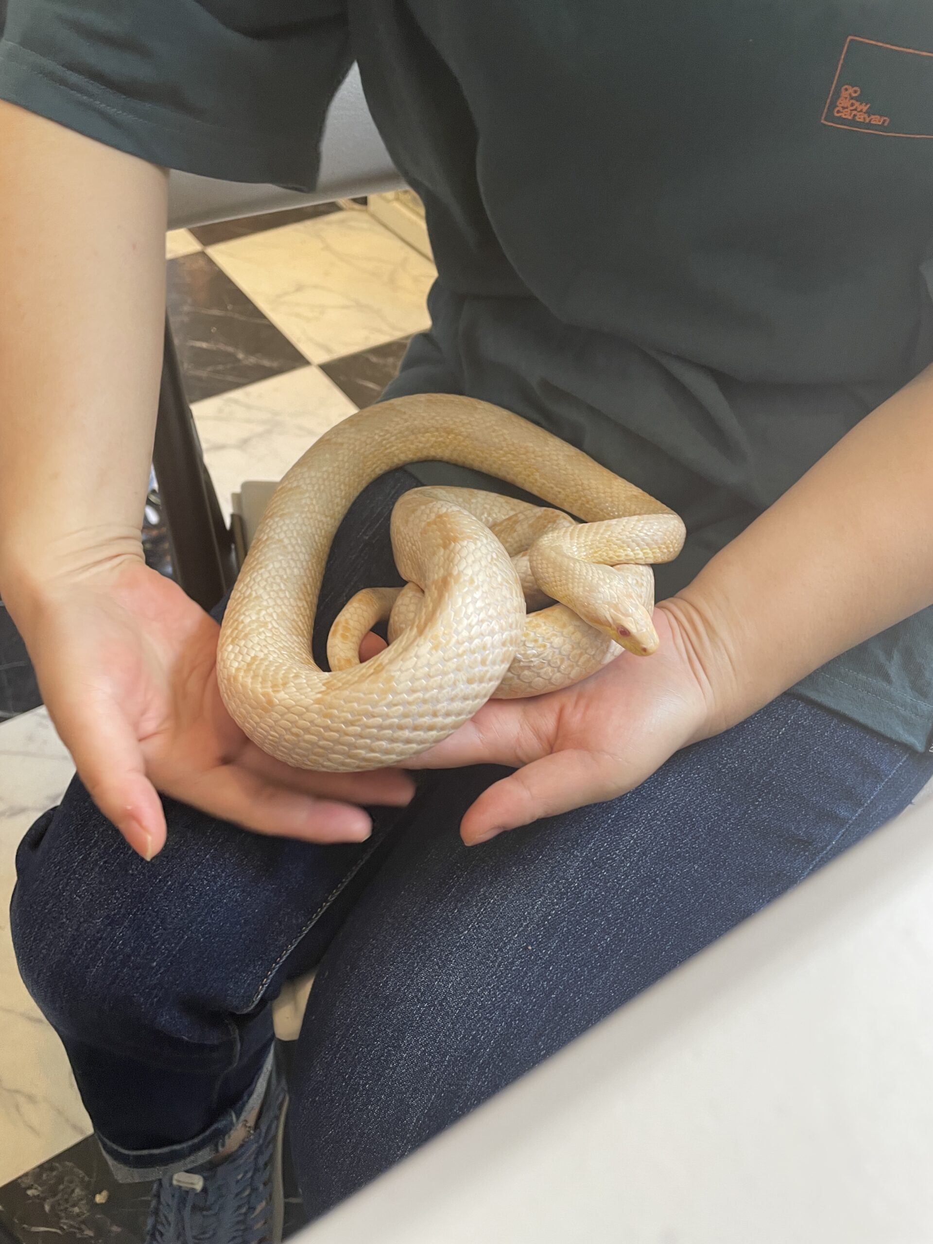 Sssip and Enjoy! My Wild Adventure at a Reptile Cafe in Osaka 🐍 - Tokyo ...