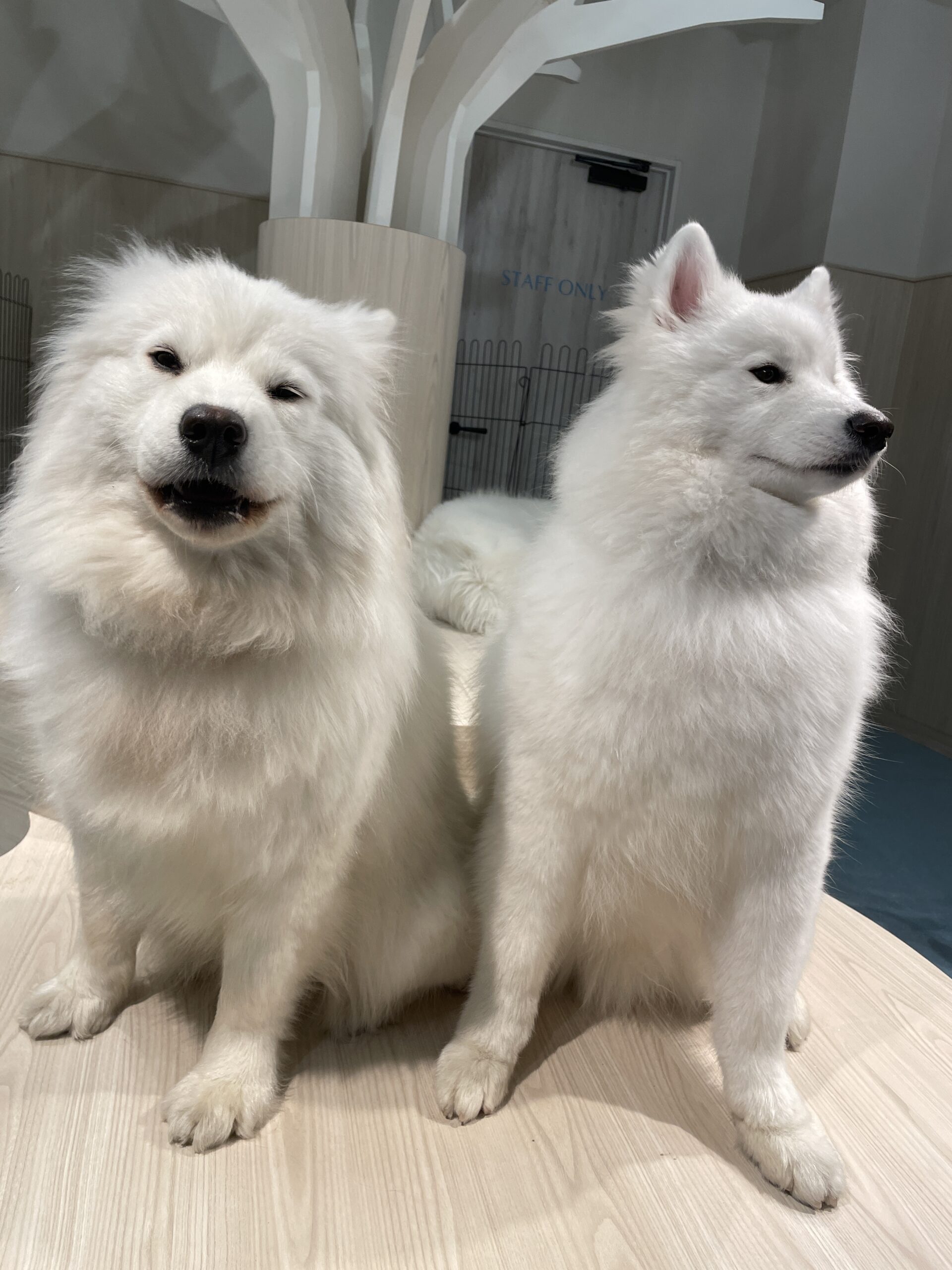 Puppy Play: Osaka Samoyed Dog Cafe - Tokyo Room Finder Blog