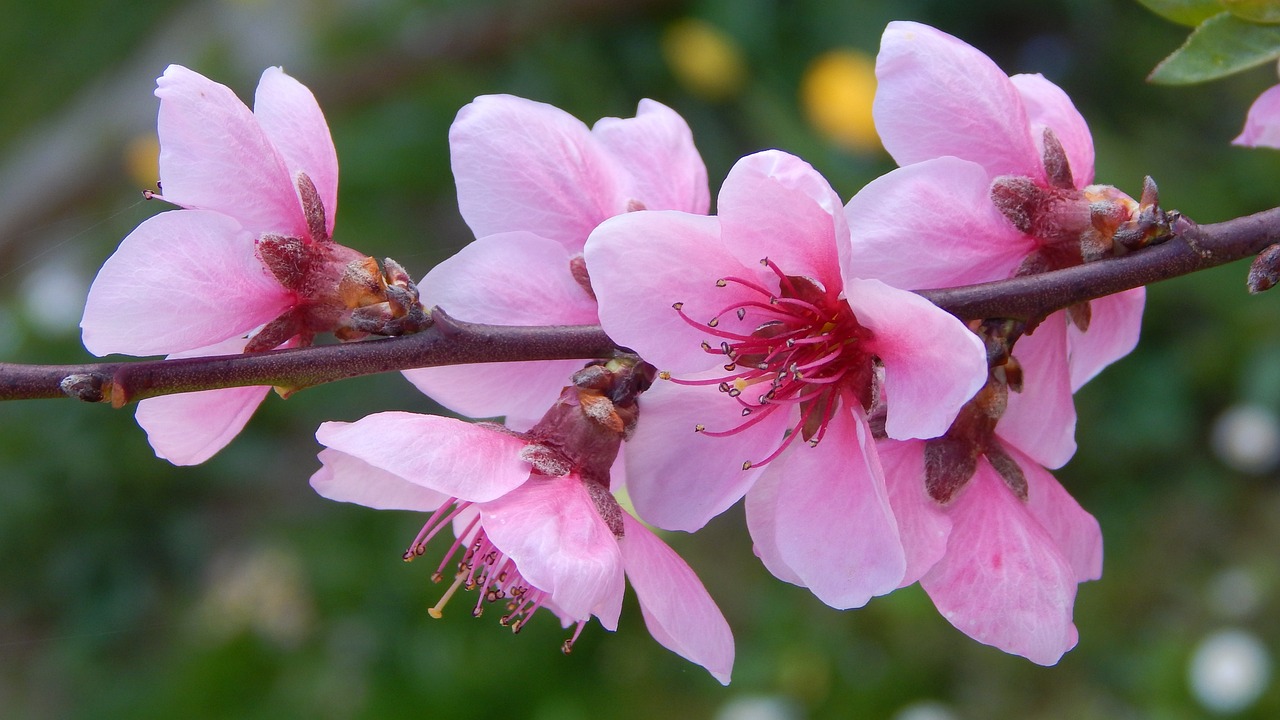 10 Spring Activities to Try in Japan - Tokyo Room Finder Blog